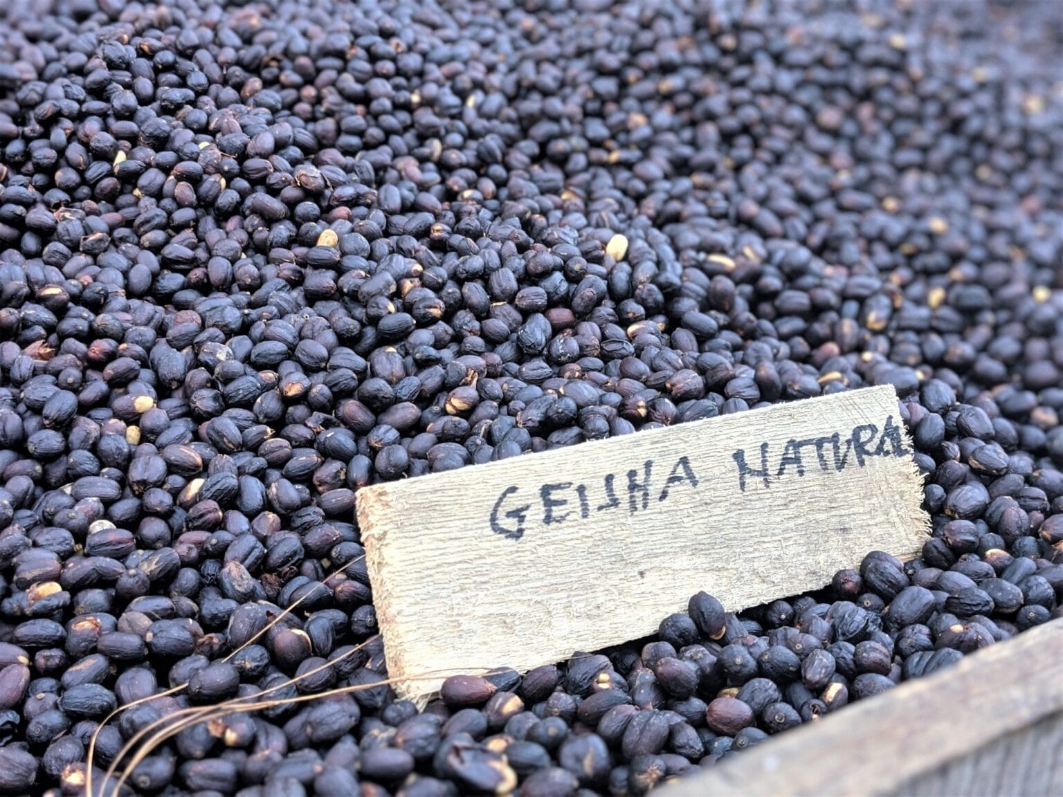 What Is Geisha Coffee? And Is It Worth the Hype? | Sip n’ Coffee